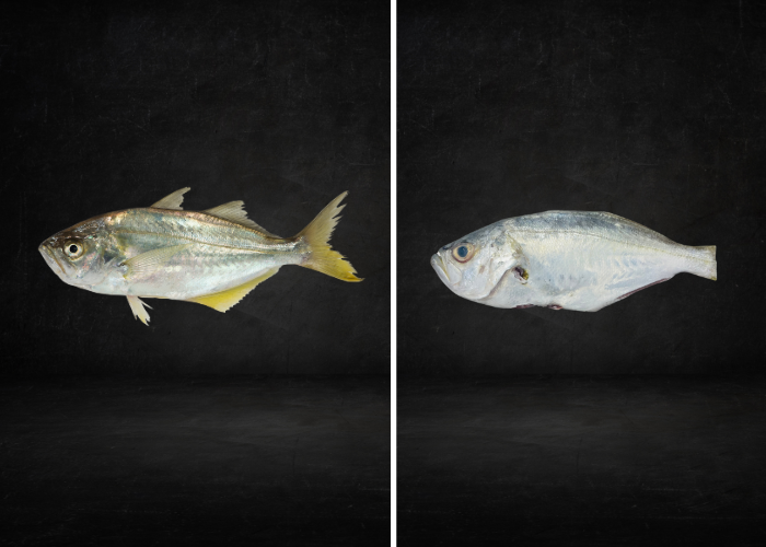 False Trevally – YDF